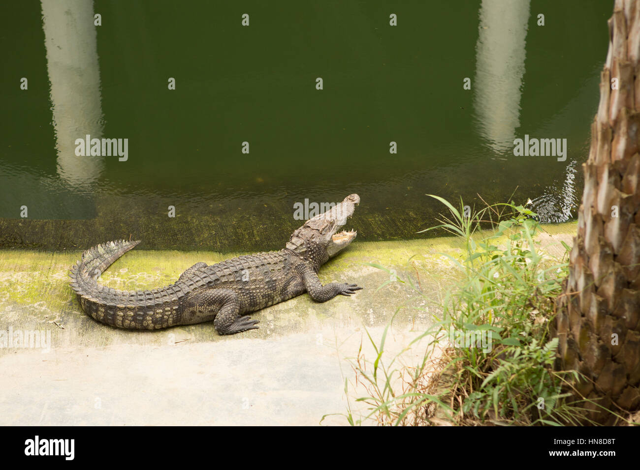 THAILAND Crocodile Farm and Zoo Stock Photo - Alamy