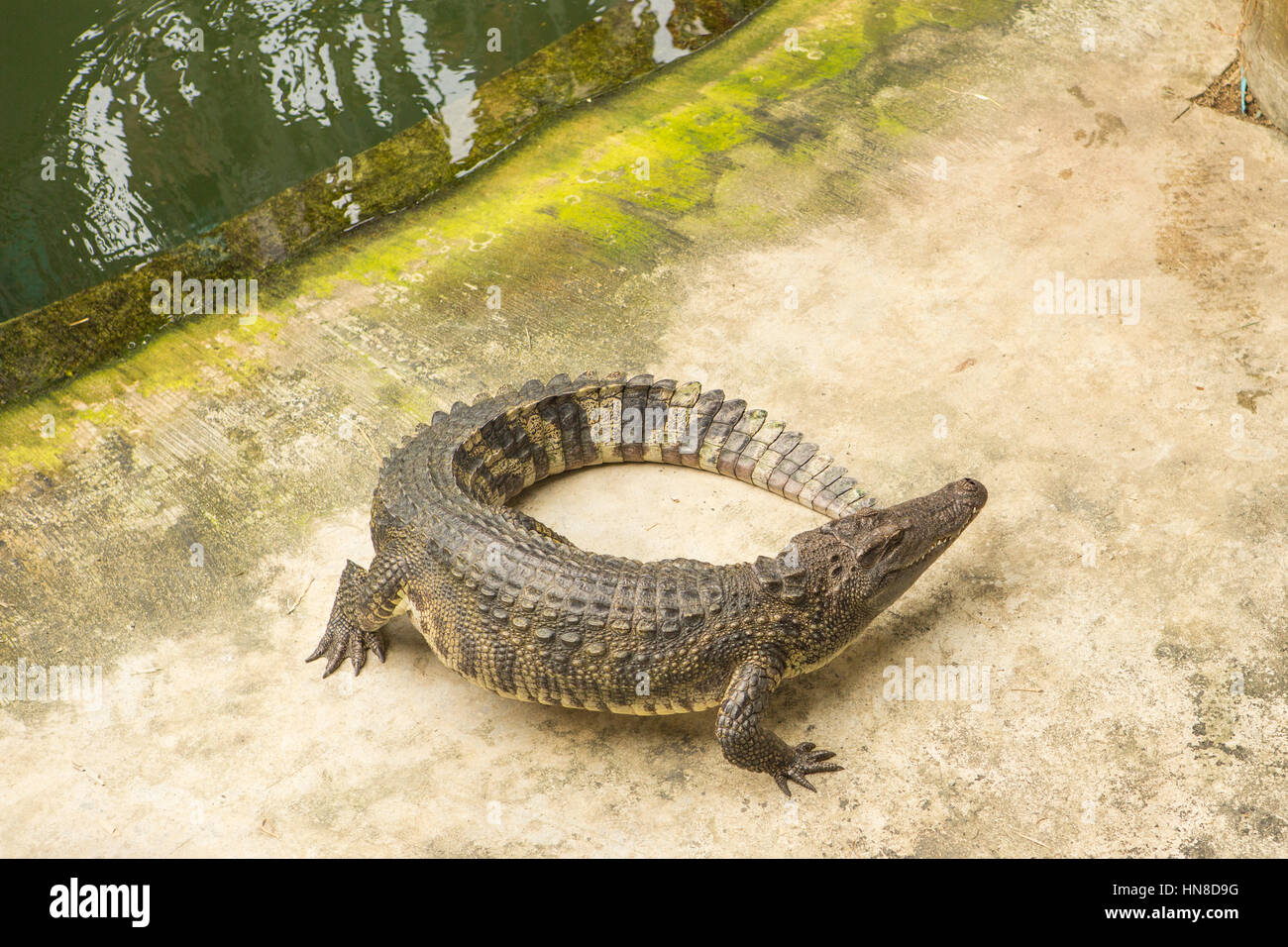 THAILAND Crocodile Farm and Zoo Stock Photo - Alamy