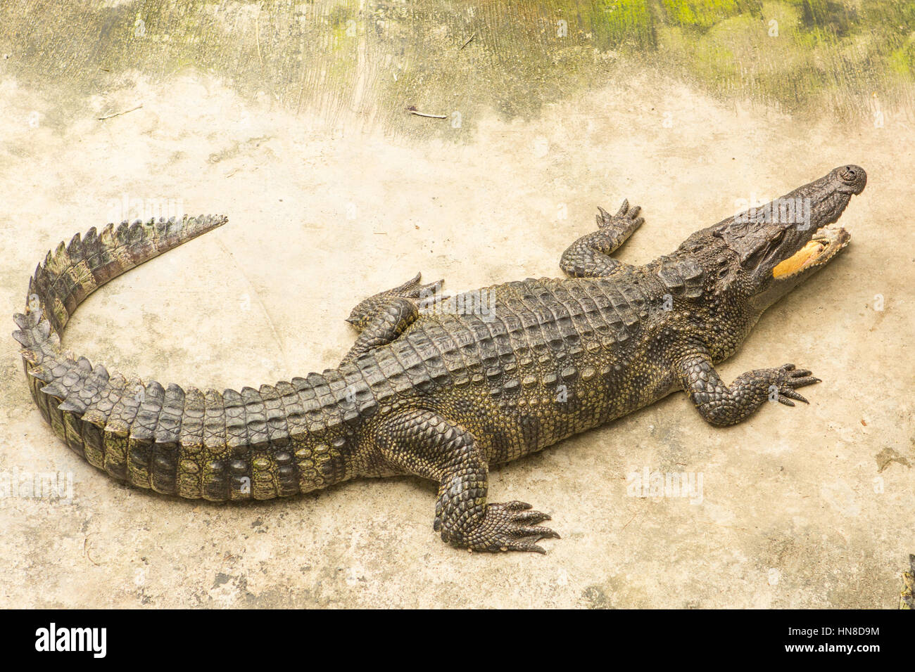 Crocodile farm hi-res stock photography and images - Alamy