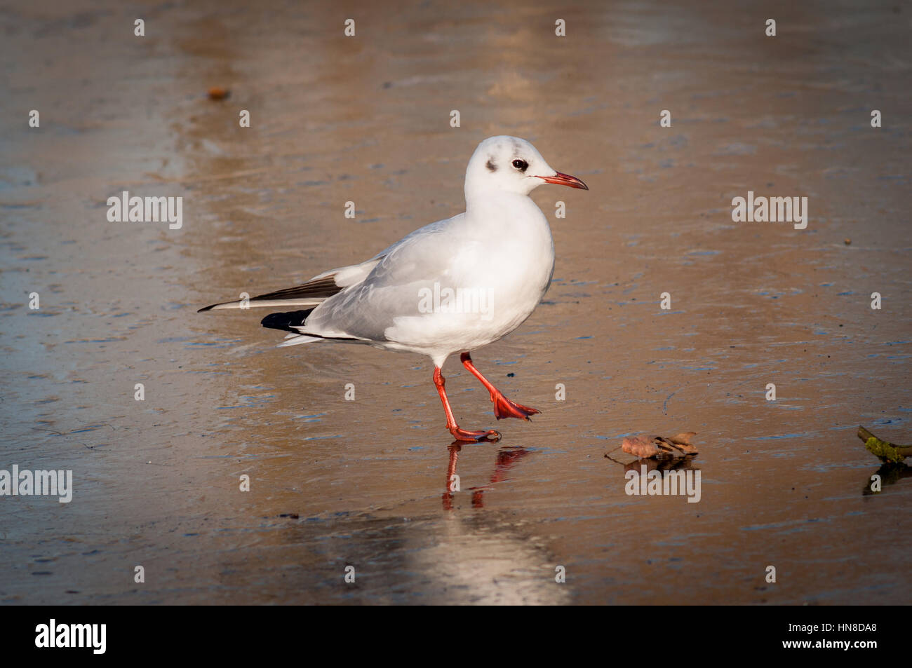 Small seagull walking on ice, on frozen pond Stock Photo - Alamy