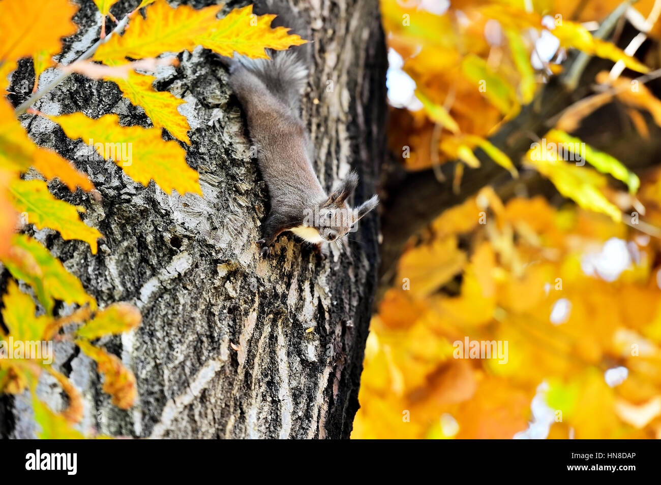 A squirrel on a tree in autumn season Stock Photo - Alamy