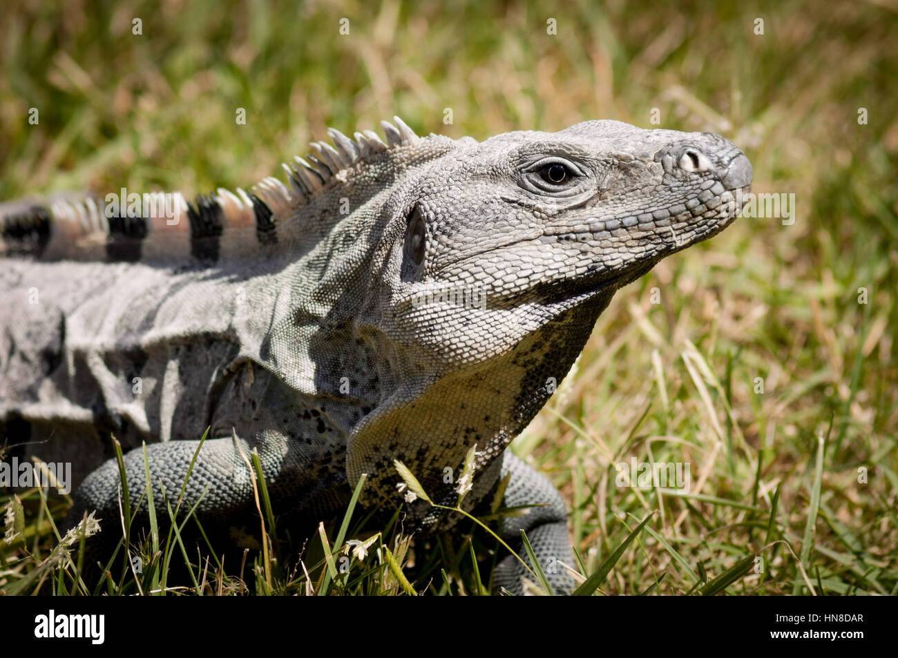 Mexican Iguana in the Yucatan peninsula, Mexico Stock Photo - Alamy