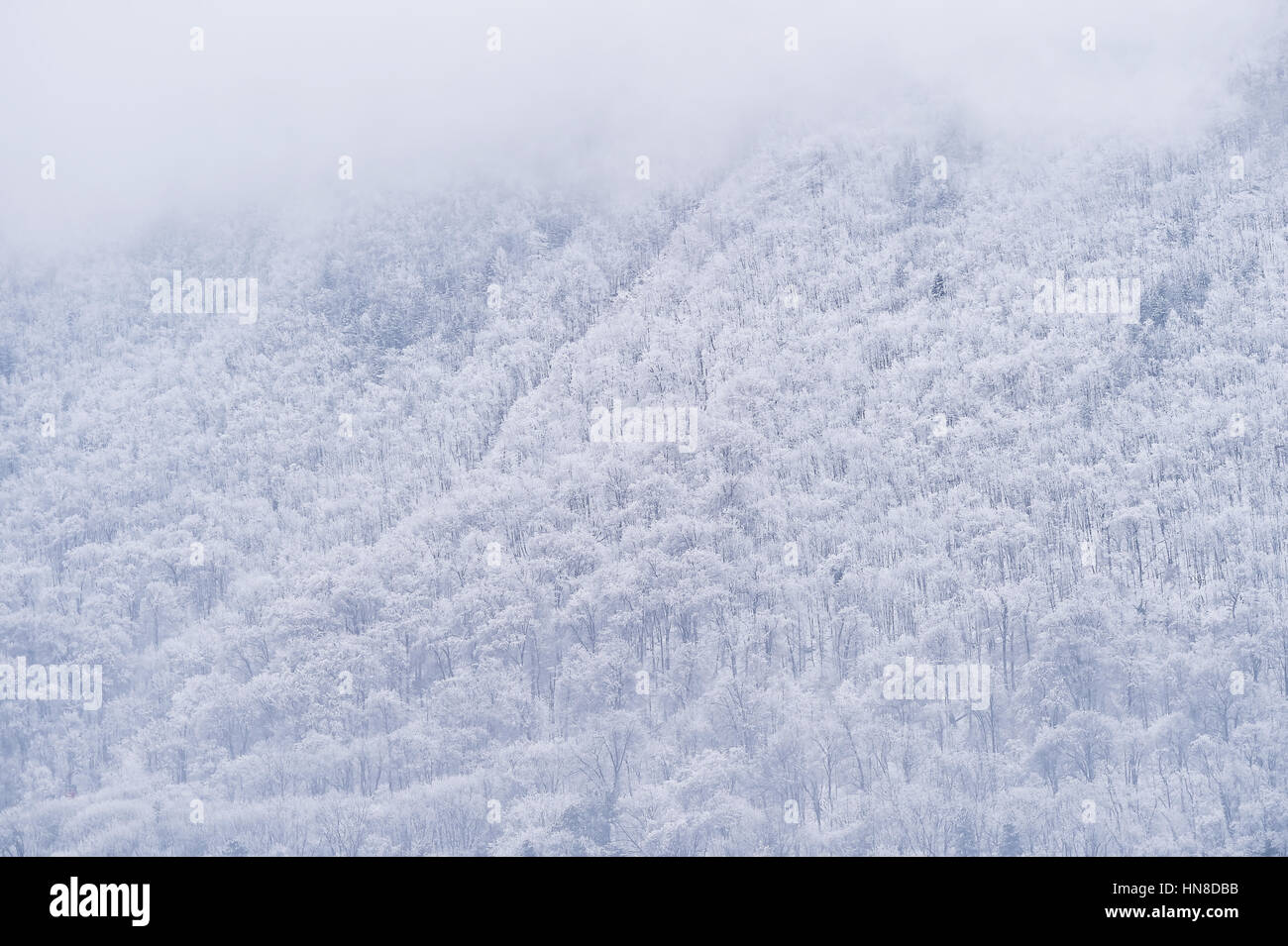 Snowfall over a pine tree forest in winter season Stock Photo - Alamy