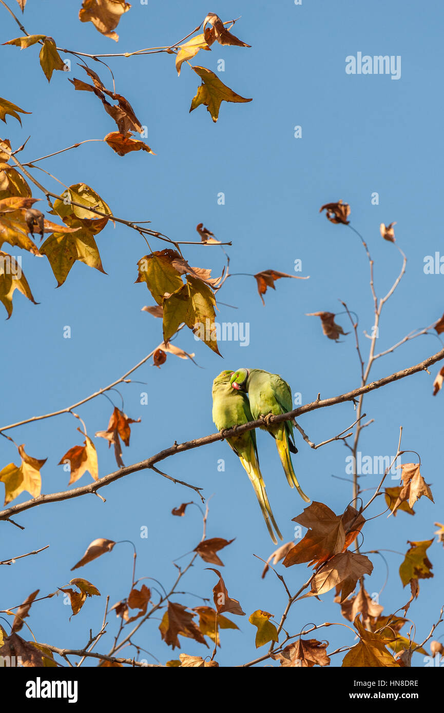 Israel, Tel Aviv-Yafo, couple of ring-necked parakeet cuddling Stock ...