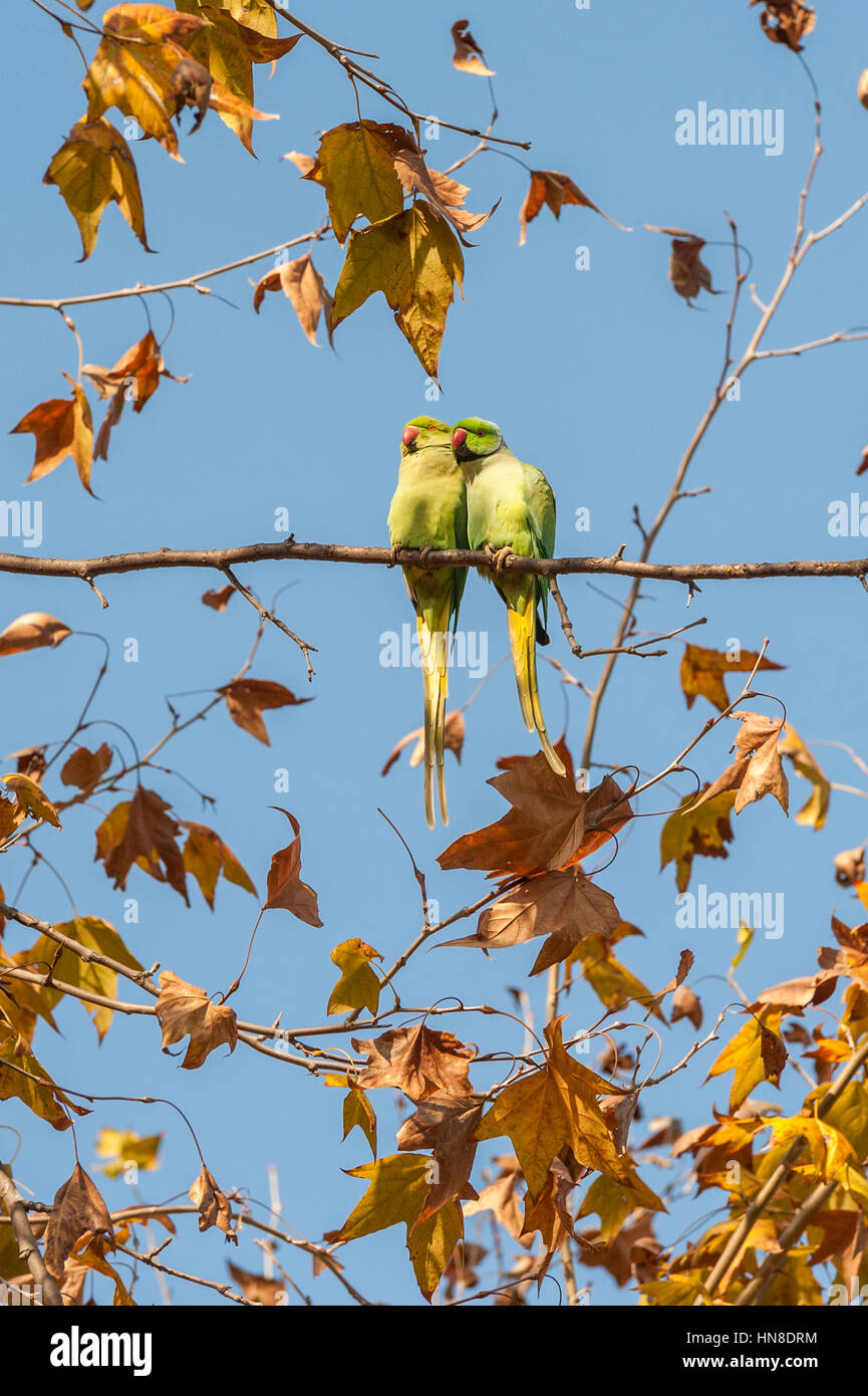 Cuddling parrot hi-res stock photography and images - Alamy