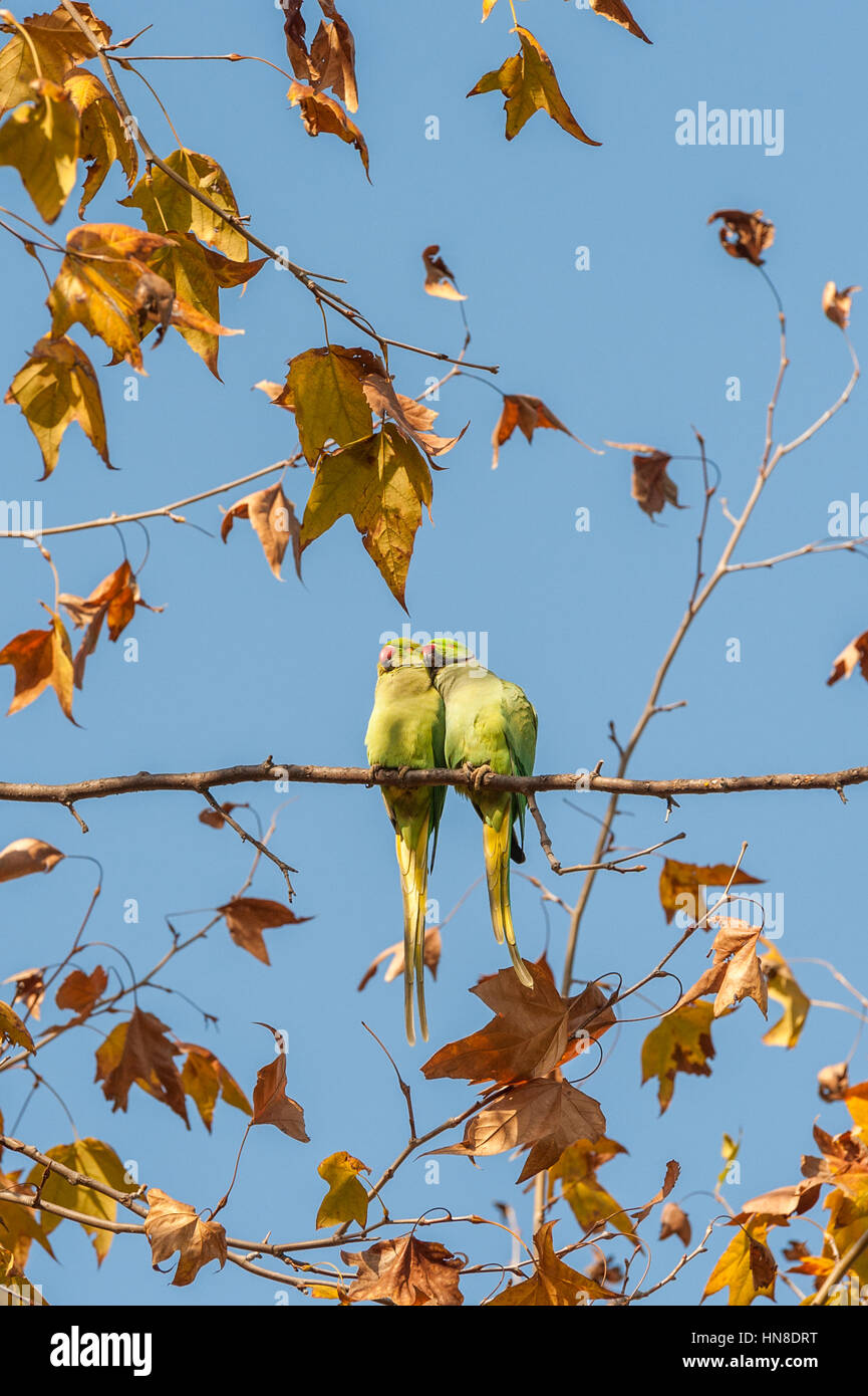 Cuddling parrot hi-res stock photography and images - Alamy