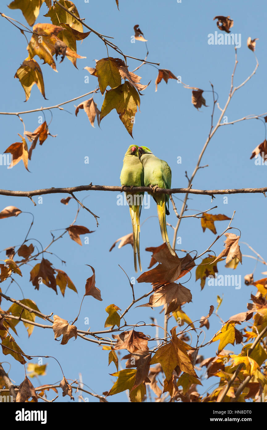 Cuddling parrot hi-res stock photography and images - Alamy