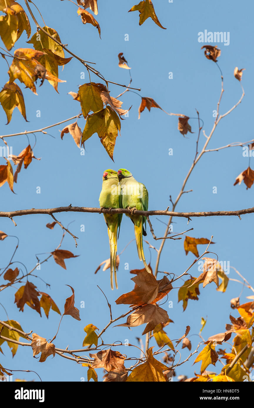 Cuddle cuddling hi-res stock photography and images - Alamy