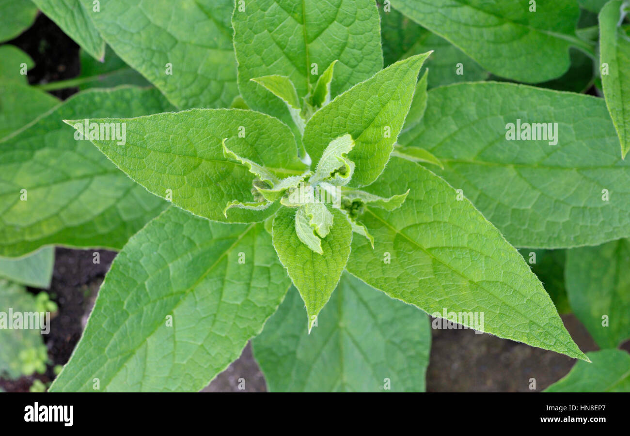 Comfrey plant in a garden, genus symphytum Bocking 14 cultivar of ...