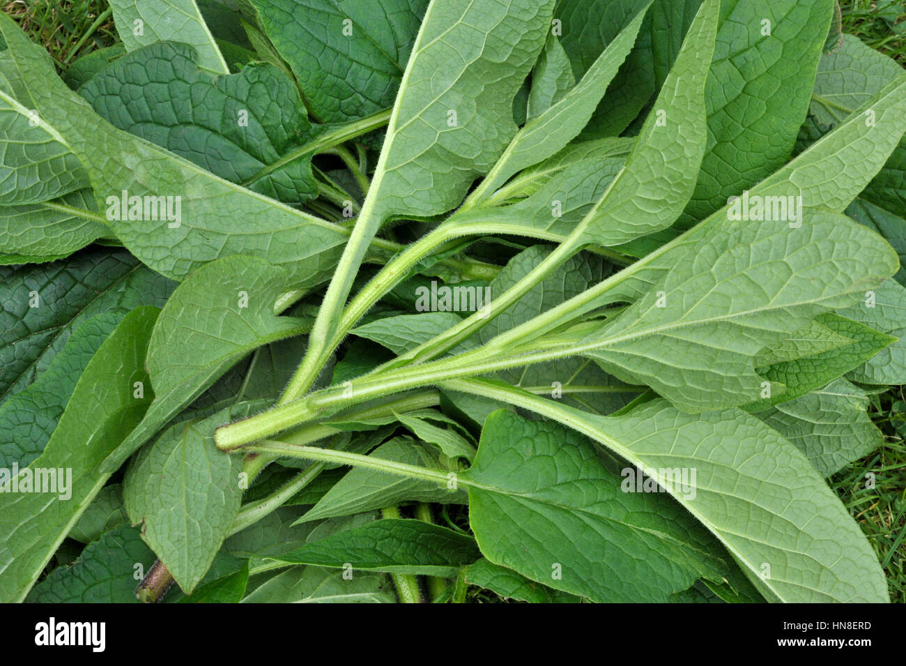 Comfrey leaves, genus symphytum Bocking 14 cultivar of Russian Comfrey ...