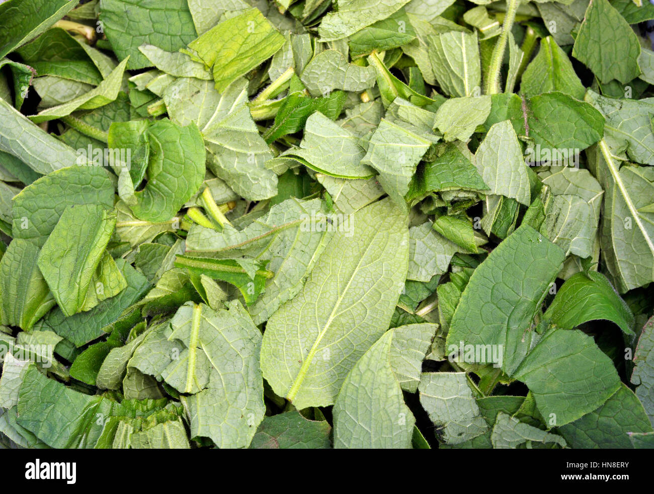 Chopped Comfrey leaves, genus symphytum Bocking 14 cultivar of Russian ...