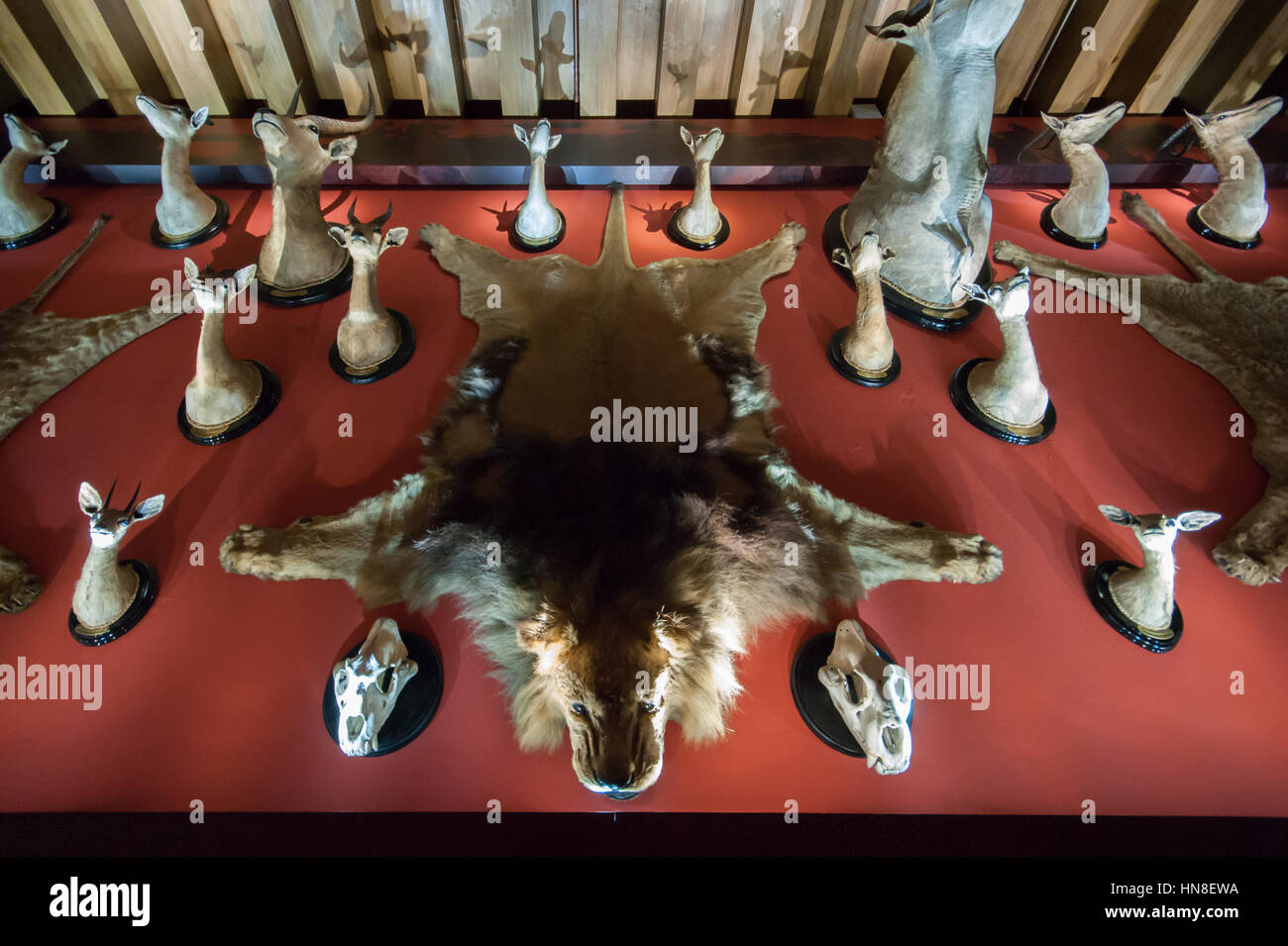Museum museum museums taxidermy hi-res stock photography and images - Alamy