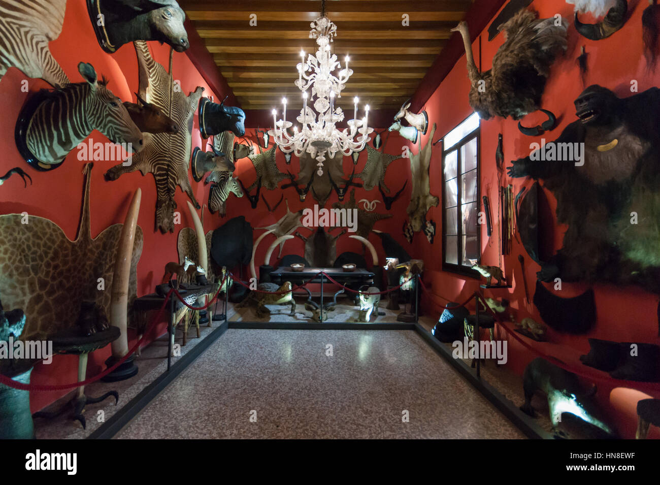 Museum museum museums taxidermy hi-res stock photography and images - Alamy