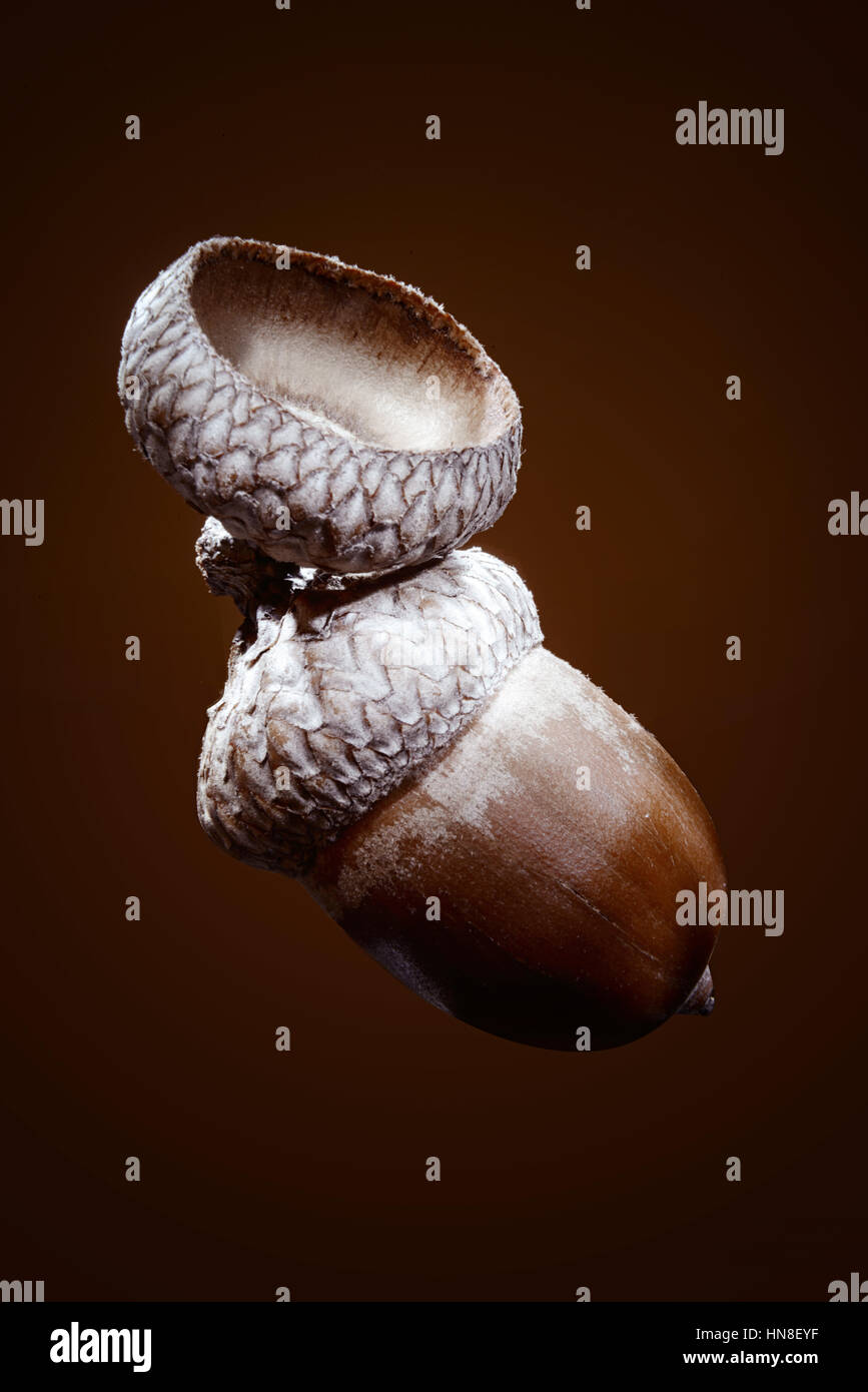 acorn of oak isolated on a brown background Stock Photo - Alamy