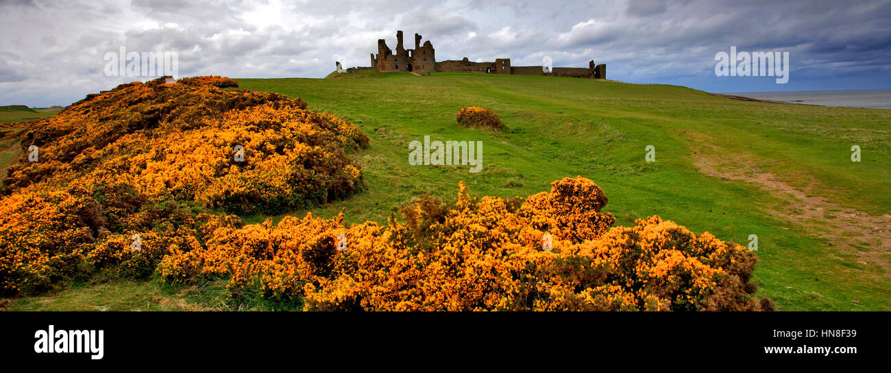 Summer blue skies, Dunstanburgh Castle, North Northumbrian Coast ...
