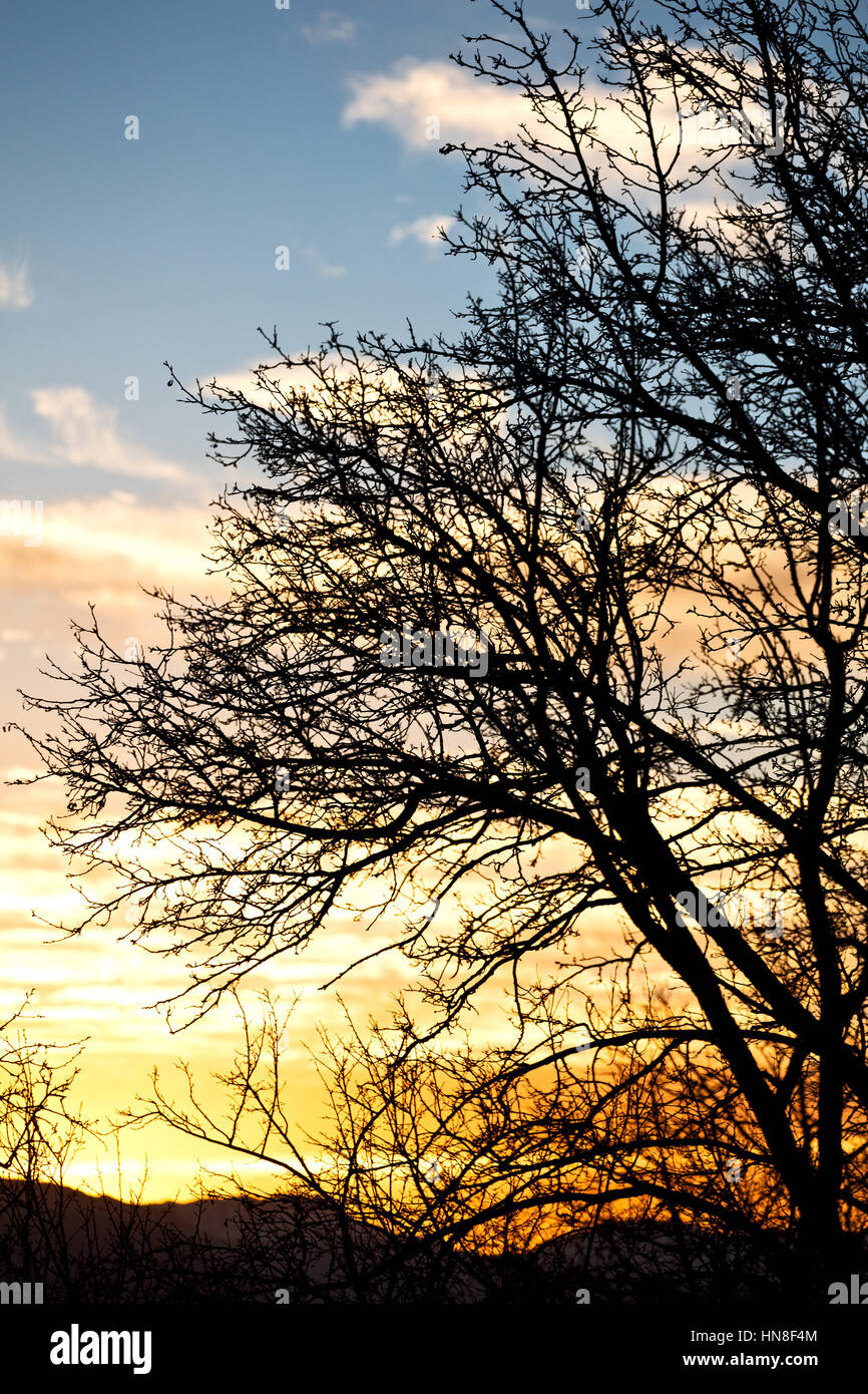 blur in south africa sunrise near branch tree like abstract background ...