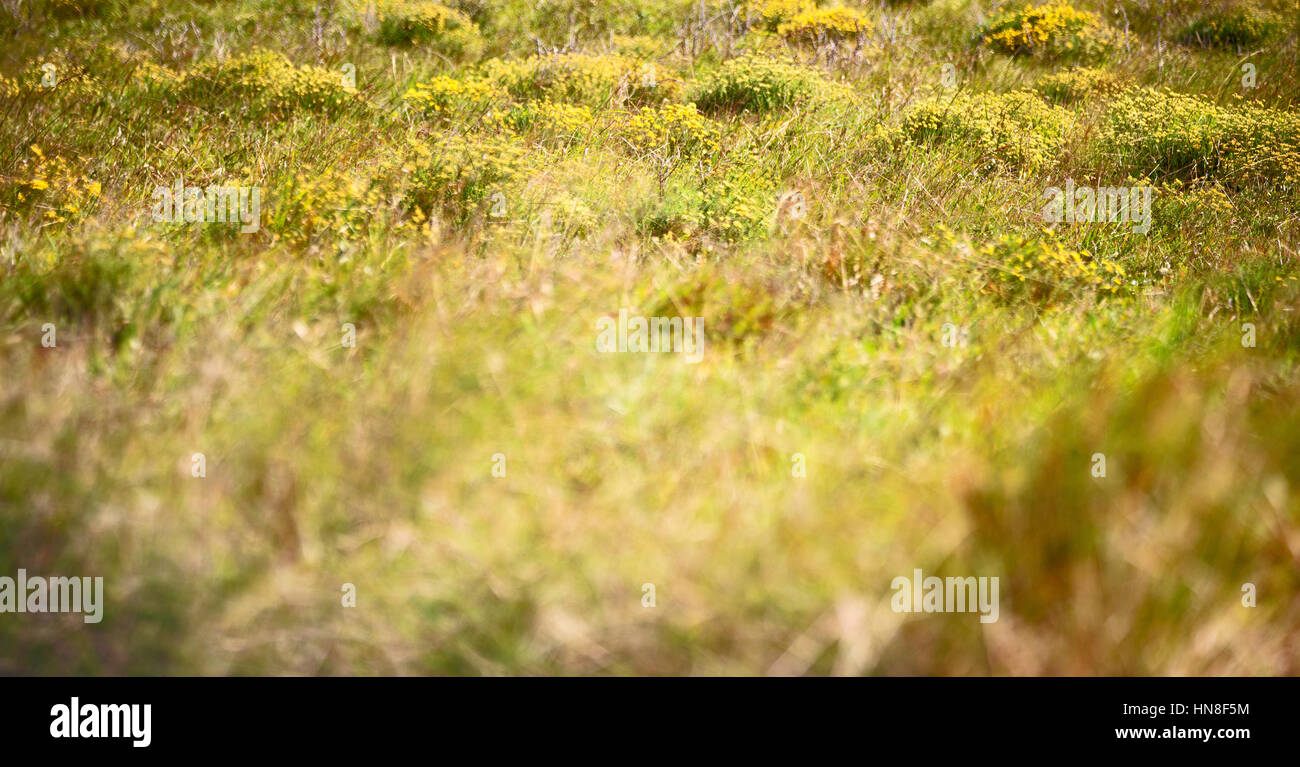 blur in south africa abstract grass like background texture Stock Photo ...