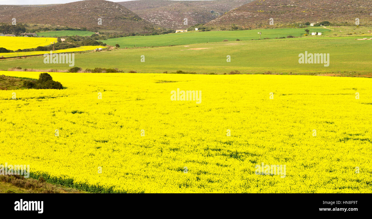 blur in south africa close up of the colza yellow field like texture ...