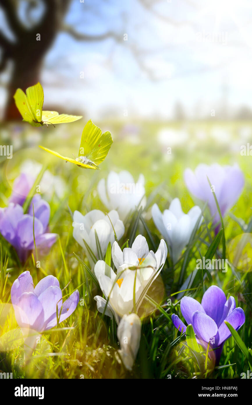 Spring time butterfly hi-res stock photography and images - Alamy