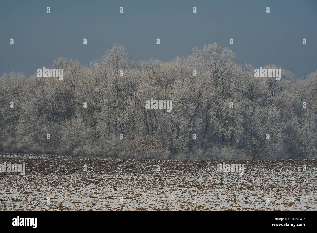 Forest bank covered with frost Stock Photo - Alamy