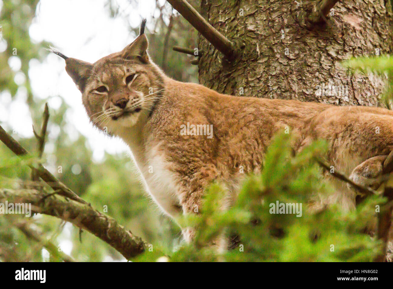Lynx sitting on a tree in autumn forest, Lithuania Stock Photo - Alamy