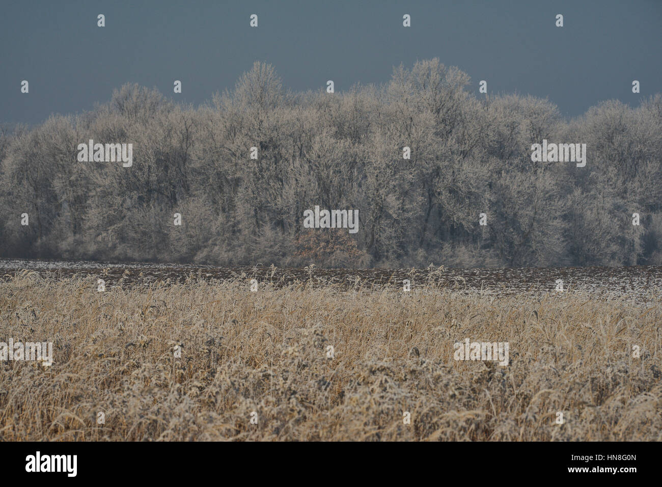 Forest bank covered with frost Stock Photo - Alamy