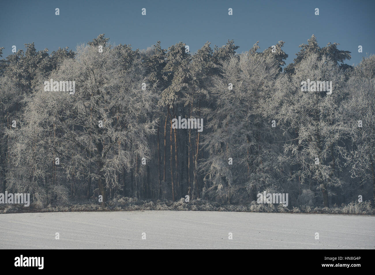 Forest bank covered with frost Stock Photo - Alamy