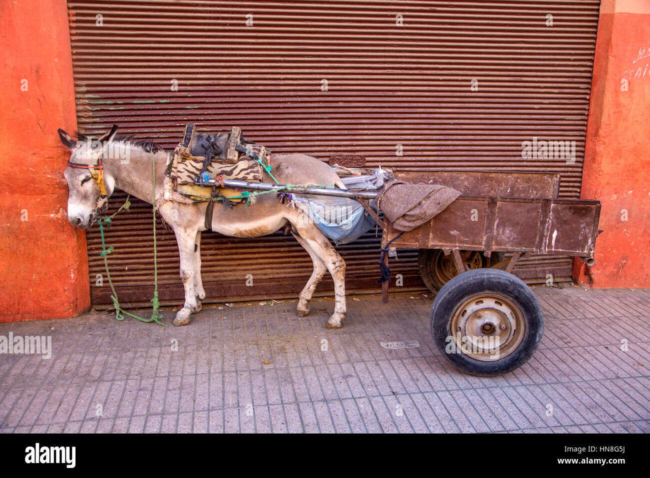 Donkey pulling a wagon hi-res stock photography and images - Alamy