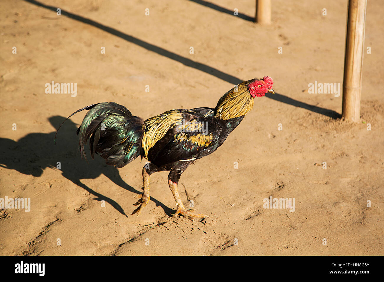 Rooster walking freely outdoors at the farm Stock Photo - Alamy
