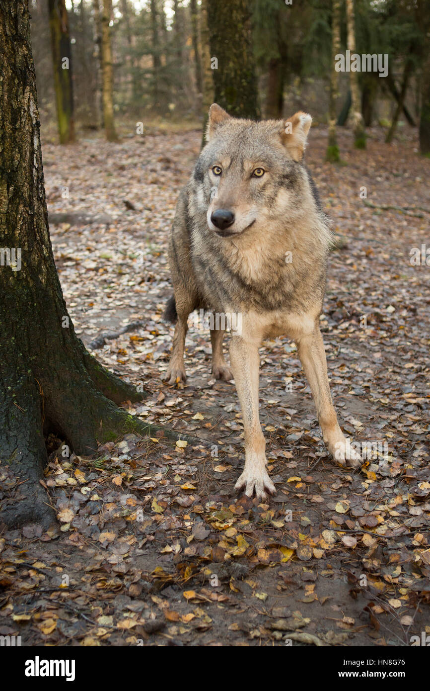 Portrait of a wolf in autumn forest, Lithuania Stock Photo - Alamy