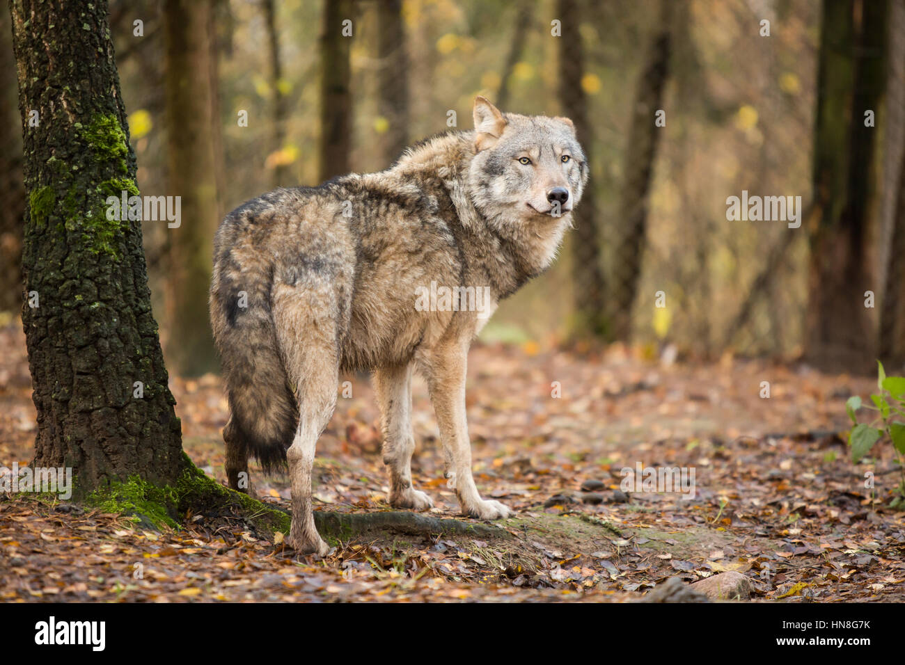 Portrait of a wolf in autumn forest, Lithuania Stock Photo - Alamy