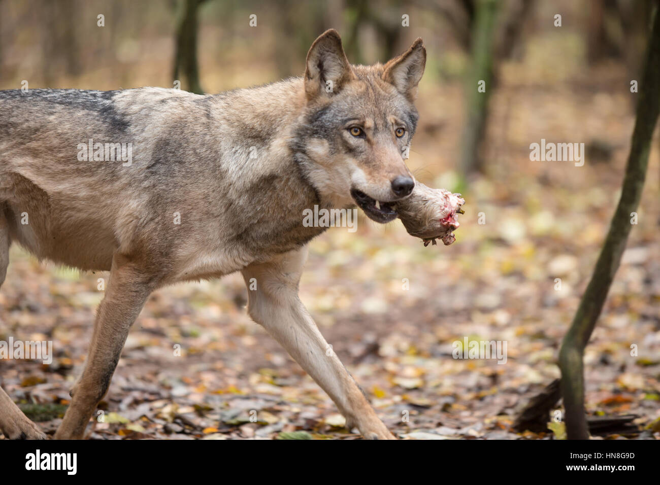 Portrait of a wolf in autumn forest, Lithuania Stock Photo - Alamy