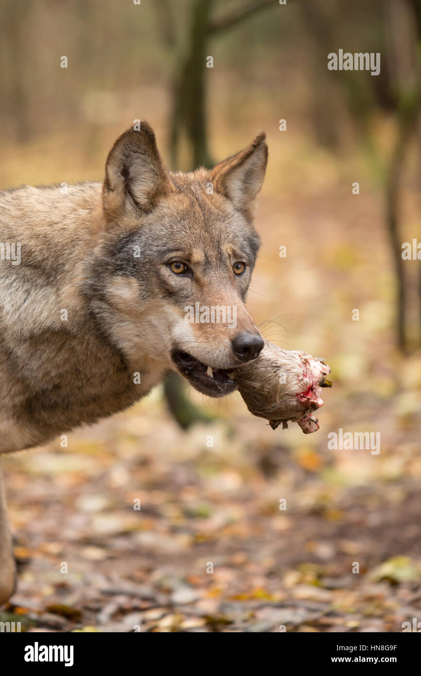 Portrait of a wolf in autumn forest, Lithuania Stock Photo - Alamy