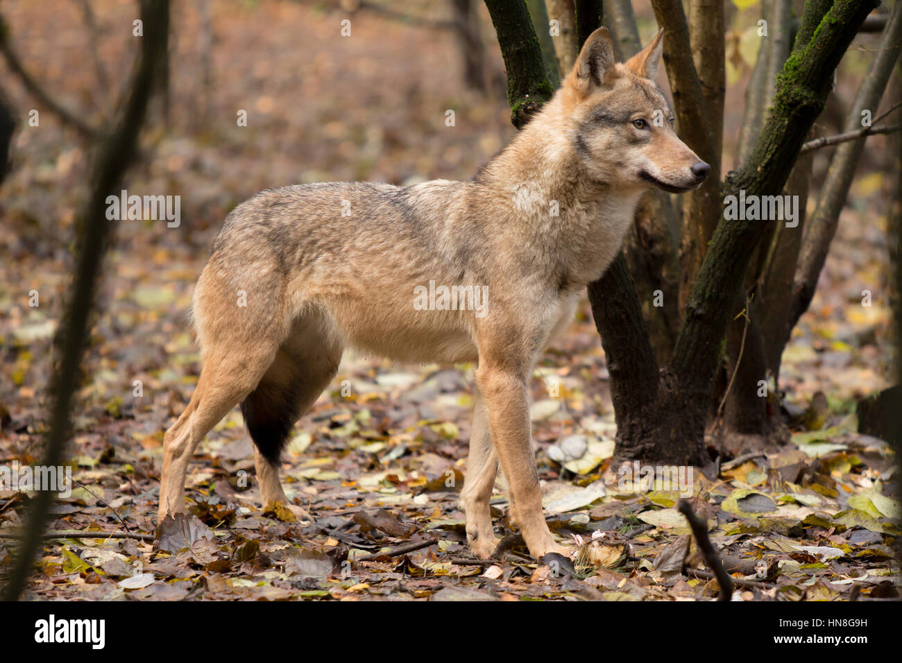Portrait of a wolf in autumn forest, Lithuania Stock Photo - Alamy