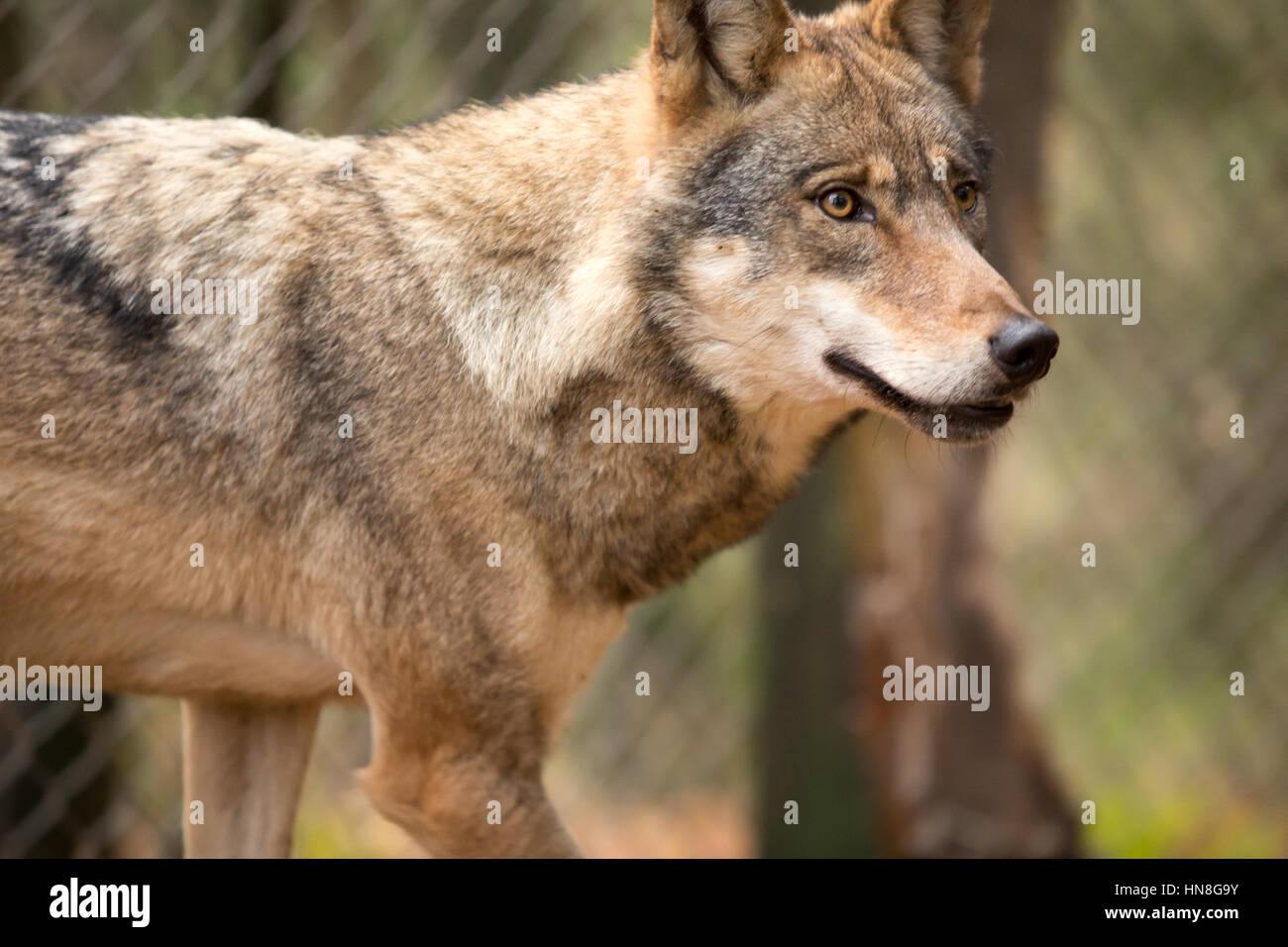 Portrait of a wolf in autumn forest, Lithuania Stock Photo - Alamy