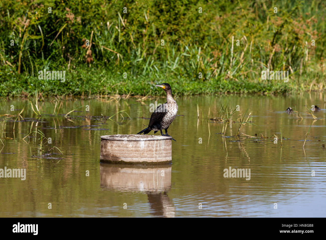Ethiopia zway ziway africa hi-res stock photography and images - Alamy