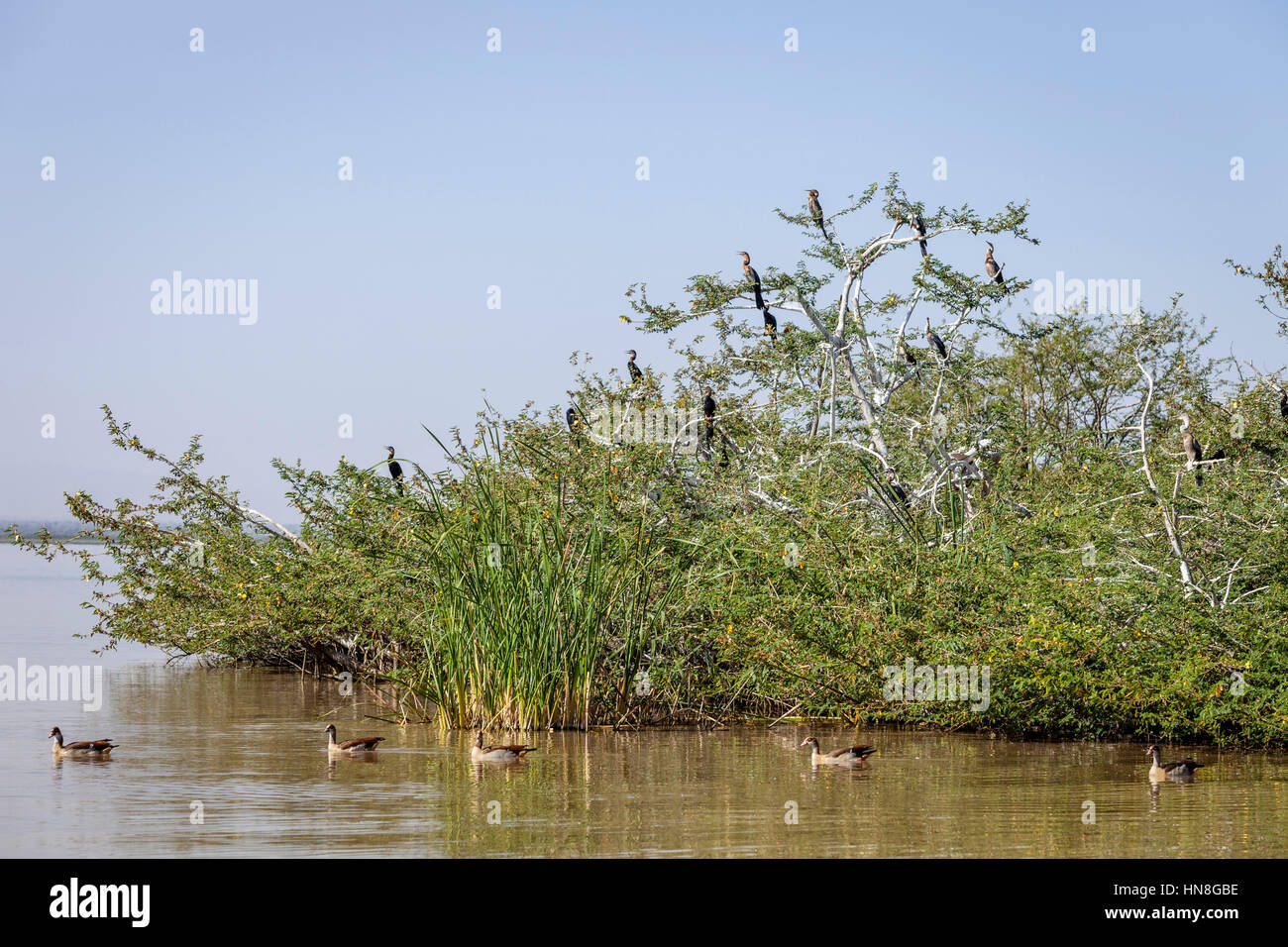Bird Island, Lake Ziway, Ethiopia Stock Photo - Alamy