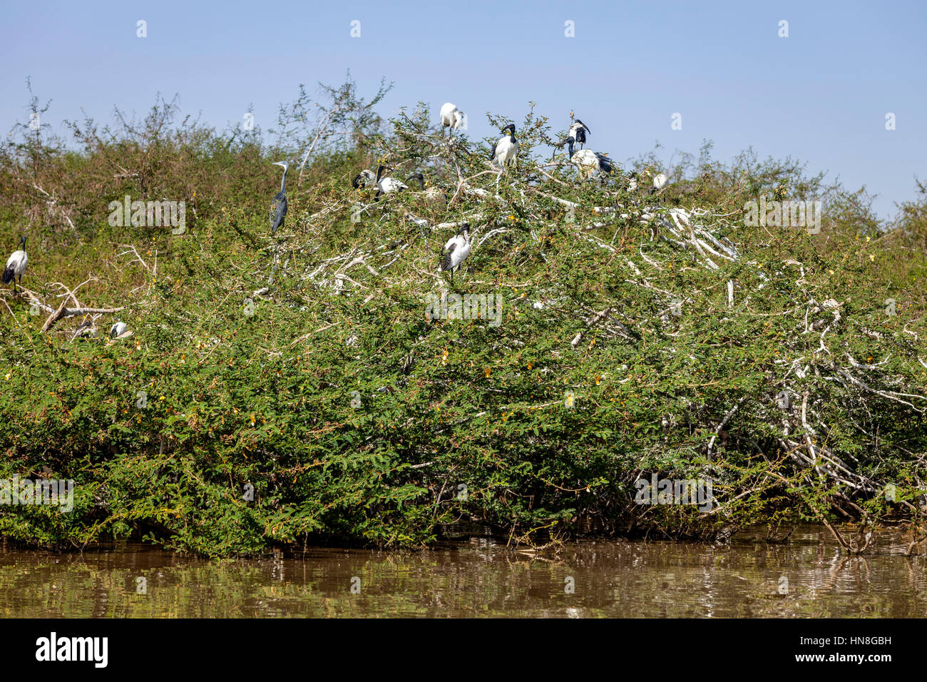 Bird Island, Lake Ziway, Ethiopia Stock Photo - Alamy