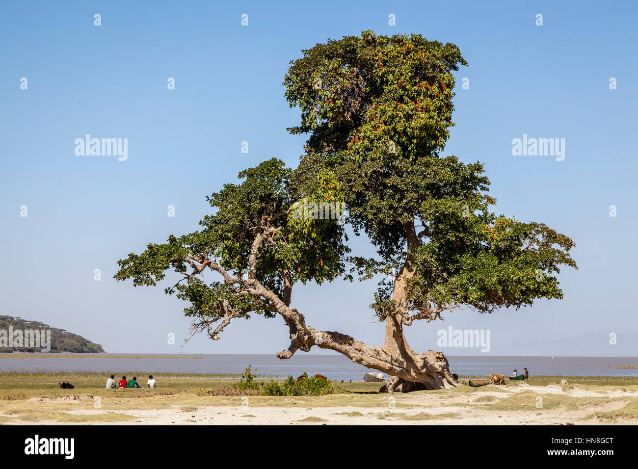 Lake Ziway, Ethiopian Rift Valley, Ethiopia Stock Photo - Alamy