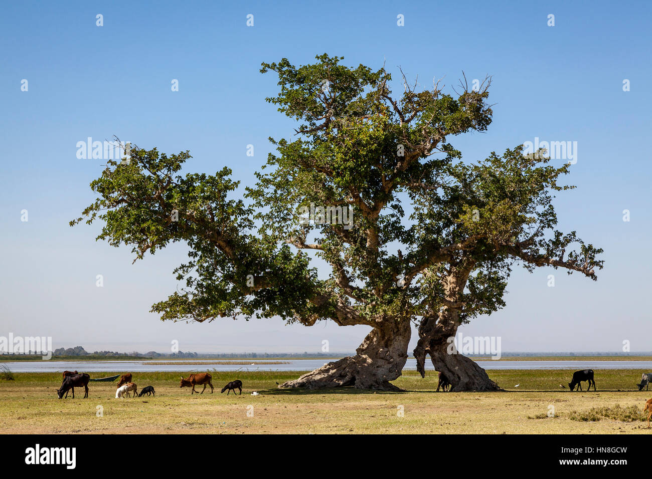 Lake Ziway, Ethiopian Rift Valley, Ethiopia Stock Photo - Alamy