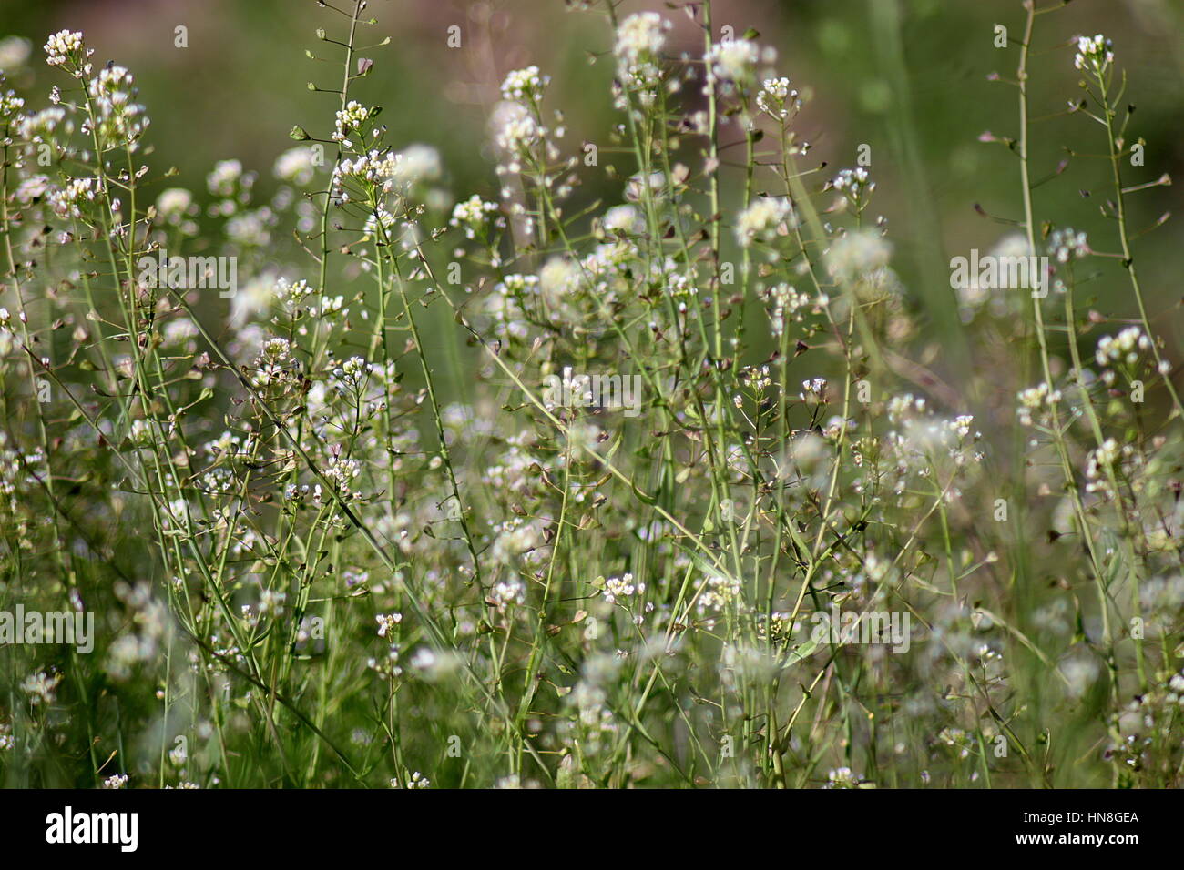 Green plats hi-res stock photography and images - Alamy
