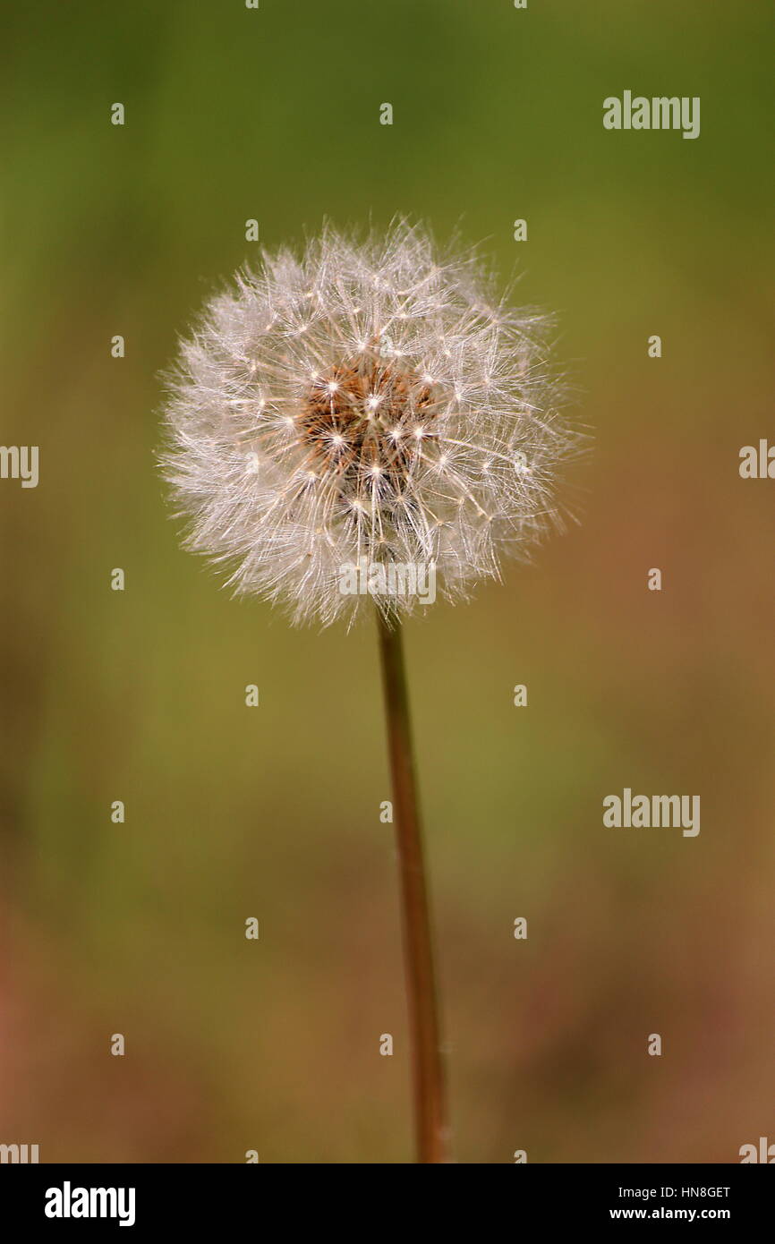 Single dandelion plant hi-res stock photography and images - Alamy