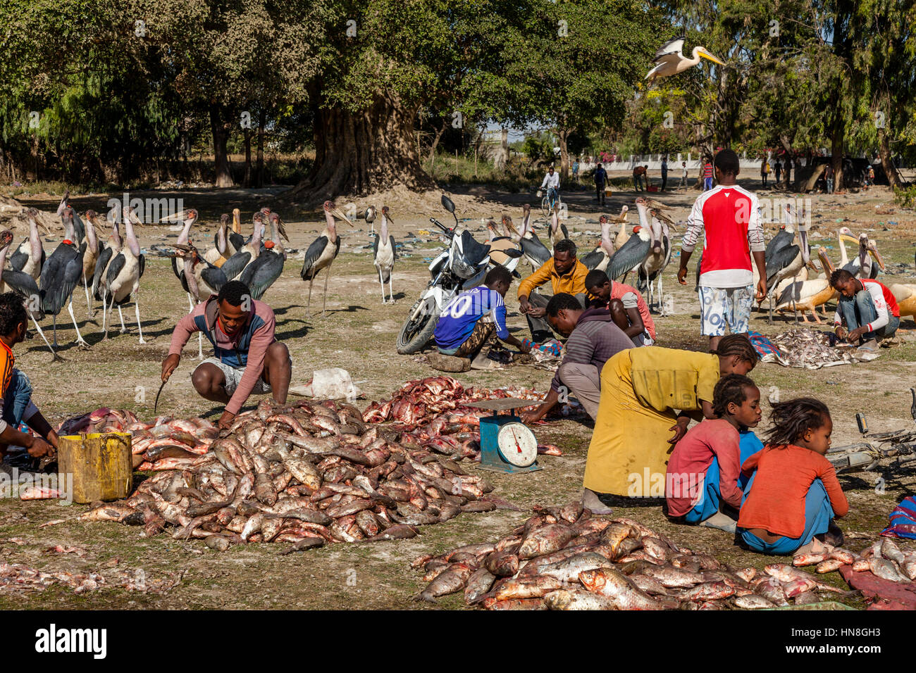 Local People Gutting, Filleting and Weighing Fish, Lake Ziway, Ethiopia ...