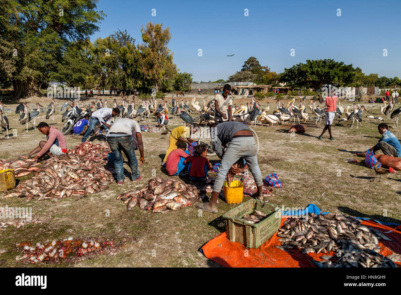 Local People Gutting, Filleting and Weighing Fish, Lake Ziway, Ethiopia ...