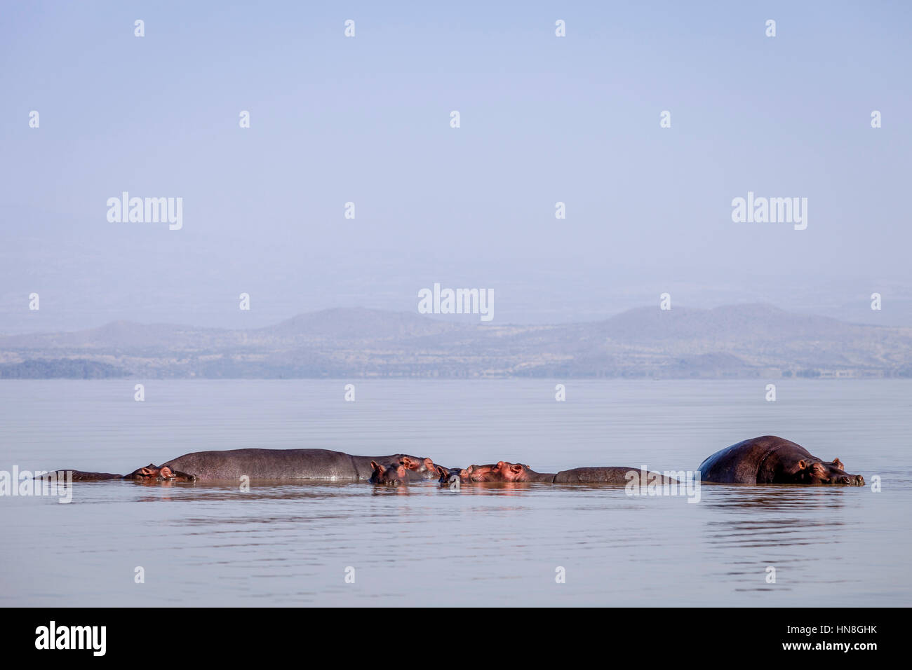 Hippopotamuses In Lake Ziway, Ethiopian Rift Valley, Ethiopia Stock ...
