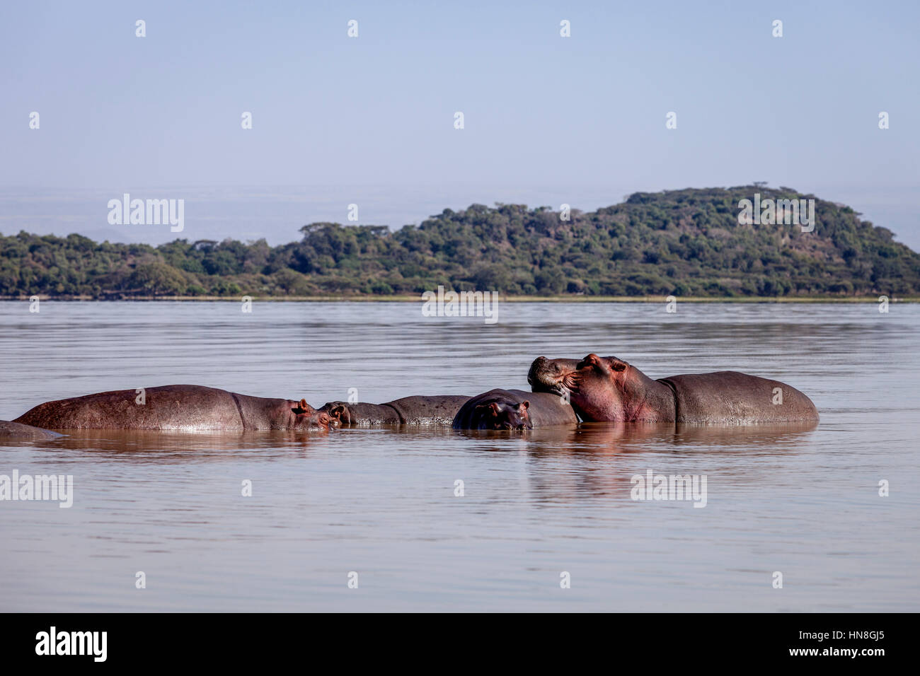 Hippopotamuses In Lake Ziway, Ethiopian Rift Valley, Ethiopia Stock ...