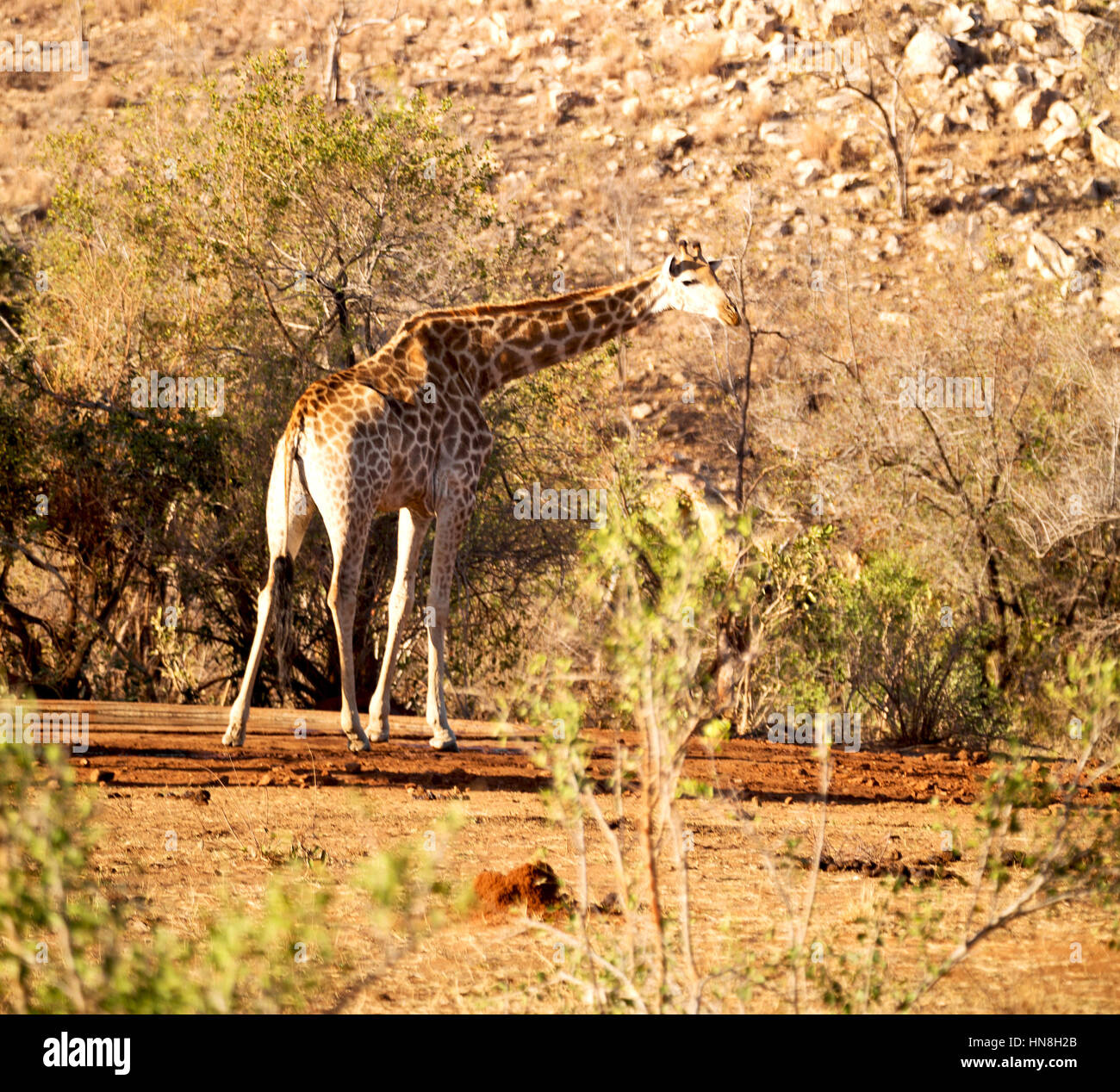 blur in south africa kruger wildlife nature reserve and wild giraffe ...