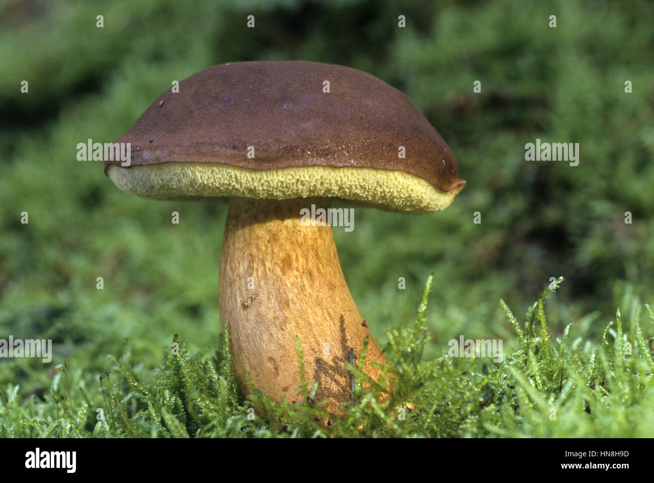 Bay Bolete - Boletus badius Stock Photo - Alamy