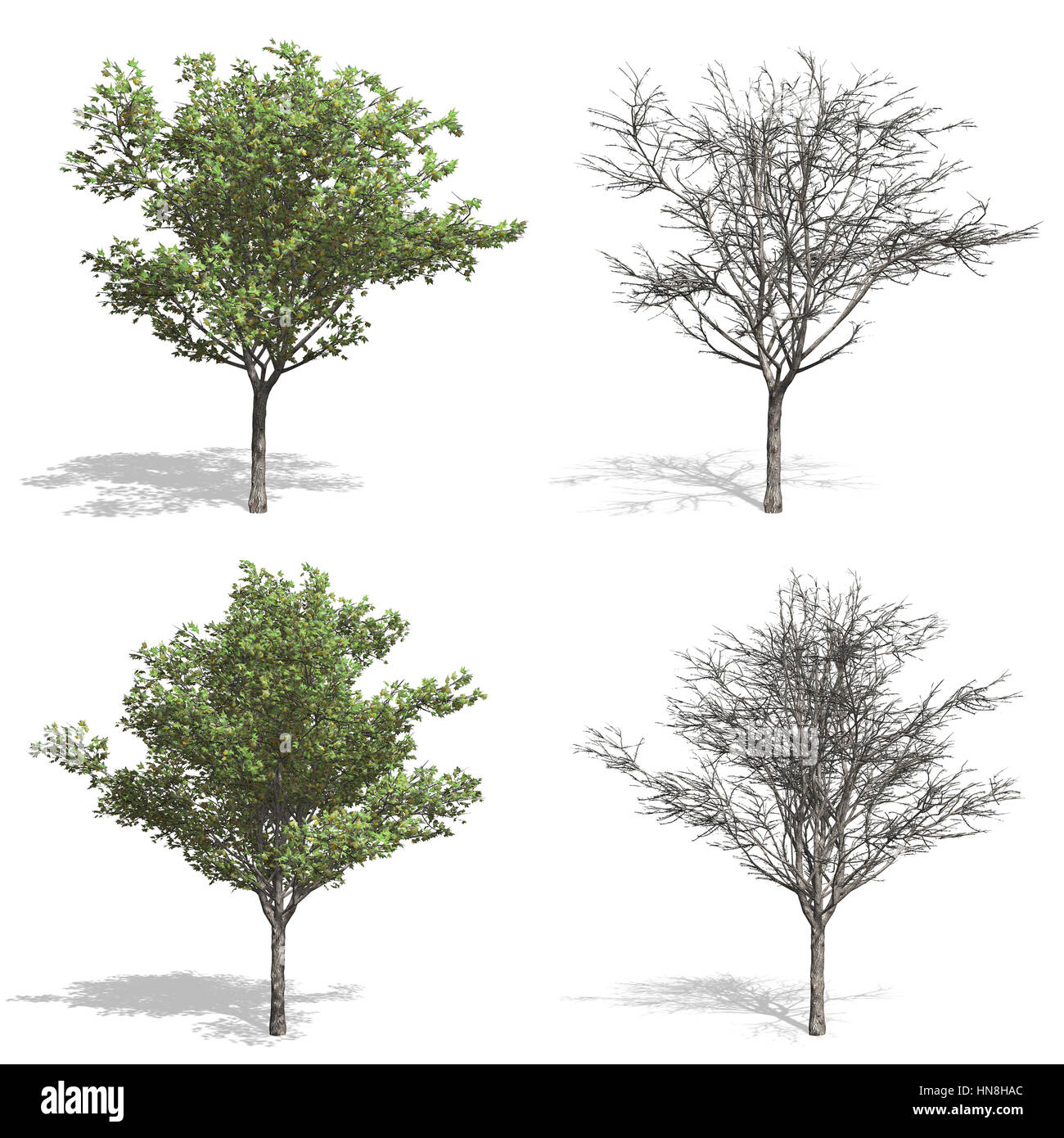 Maple trees, isolated on white background Stock Photo - Alamy