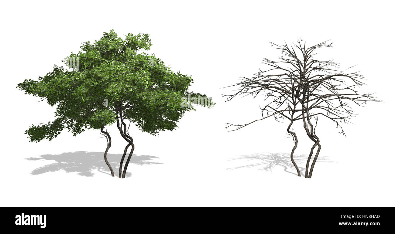 Lemon trees, isolated on white background Stock Photo - Alamy